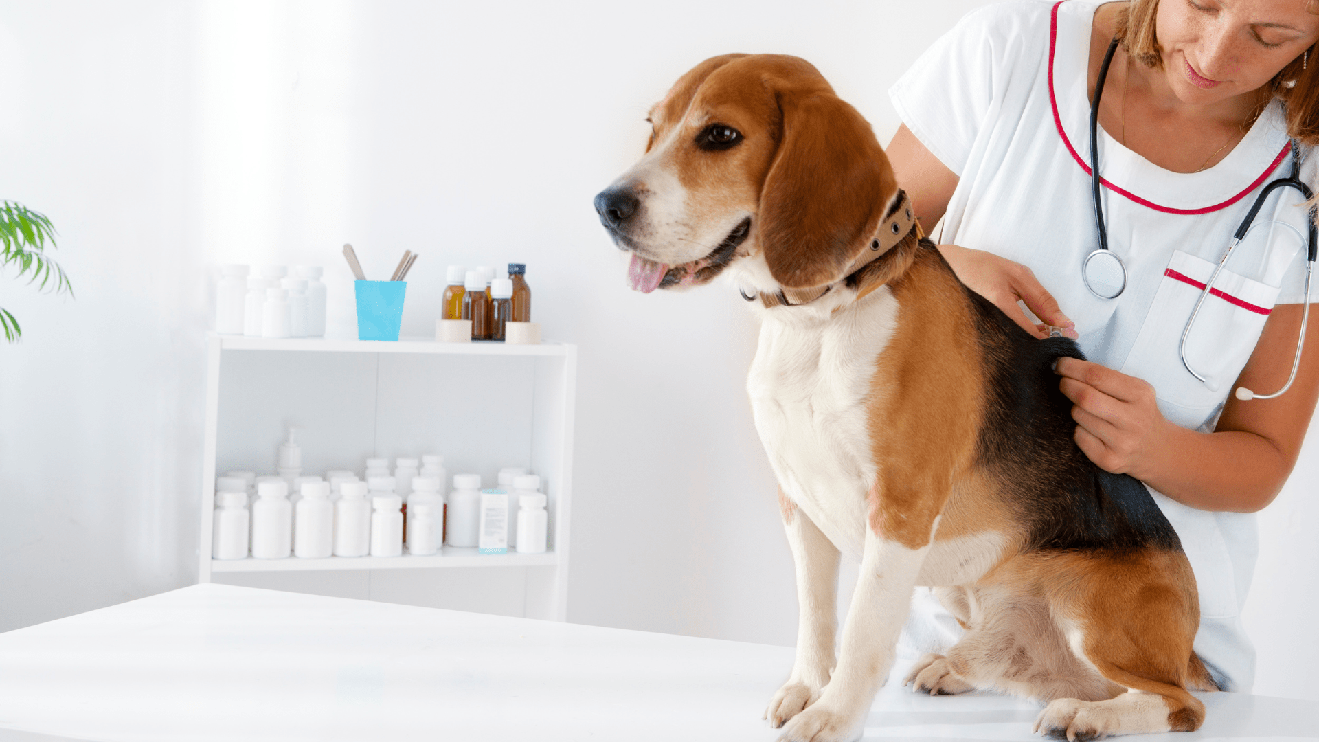 Pet General Medicine, In Gentry, AR 72734 | Gentry Veterinary Clinic